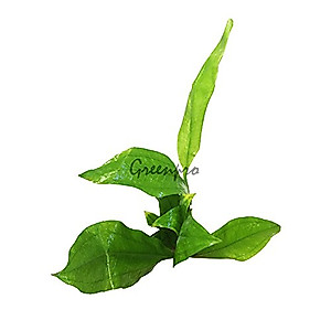 Echinodorus Bleheri | Amazon Sword Paniculatus Potted Live Aquarium Plants for Aquatic Freshwater Fish Tank by Greenpro
