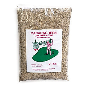 Canada Green Grass Lawn Seed - Grows Healthy Rich Green Grass Lawn Seed Plants Yard Garden 2 Pound Bag