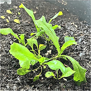 Seed Needs, Culantro Seeds - 300 Heirloom Seeds for Planting Eryngium foetidum - Non-GMO & Untreated Tropical Herb to Plant Indoors or Outdoors (2 Packs)