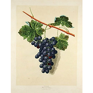 [Grapes] Grape of Calmes