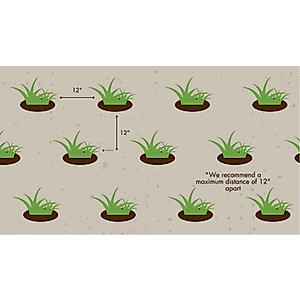 Zoysia Plugs - 50 Large Grass Plugs - Drought Tolerant, Low Maintenance EZPLug