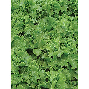 Burpee Green Ice Lettuce Seeds 1000 seeds