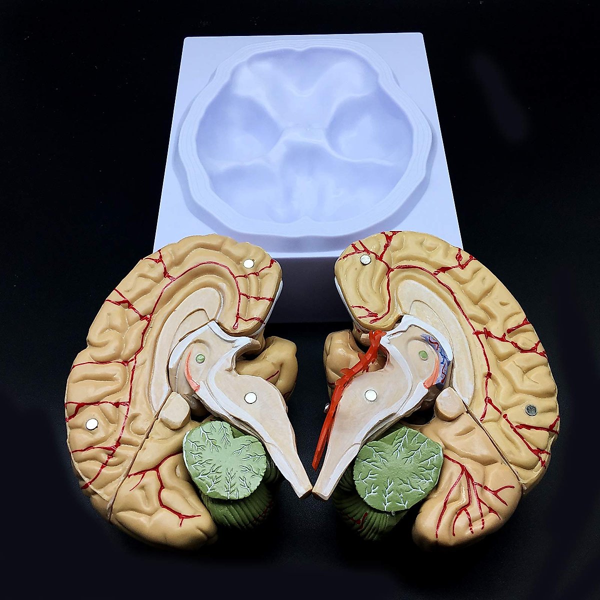 Human Brain Model, Anatomically Accurate Brain Model Life Size Human Brain Anatomy for Science Classroom Study Display Teaching Medical Model