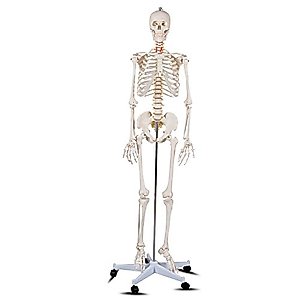 Giantex 70.8" Life Size Skeleton Model, with Roller Stand, 2 Casters with Brake, Removable Parts, Anatomical Poster and Dust Cover, Human Skeleton Model for Anatomy
