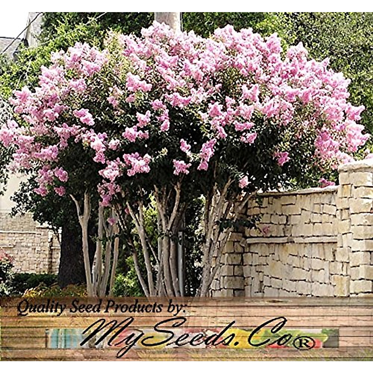 Big Pack - (1,000) Crape Myrtle Mix, Lagerstroemia Indica Tree Seeds - by MySeeds.Co (Big Pack - Crape Myrtle)