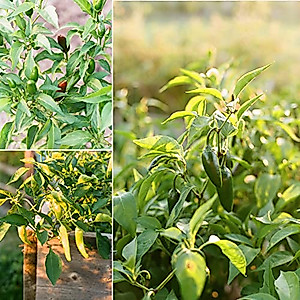 Sereniseed Certified Organic Hot Pepper Seeds Collection (10-Pack) – 100% Non GMO, Open Pollinated – Grow Guide