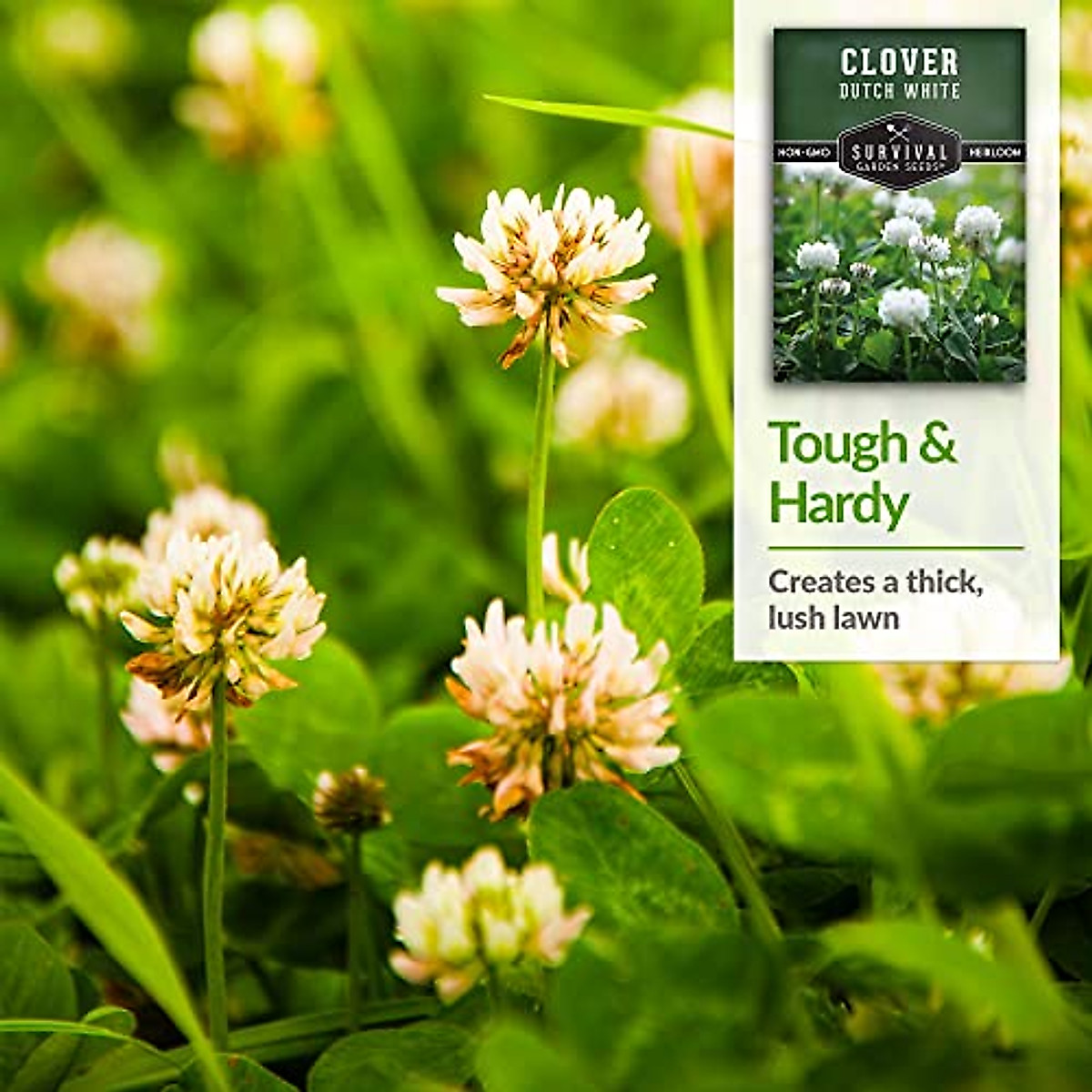Survival Garden Seeds - Dutch White Clover Seed for Planting - Packet with Instructions to Plant and Grow White Clover as Ground Cover, Erosion Control or Cover Crop - Non-GMO Heirloom Variety