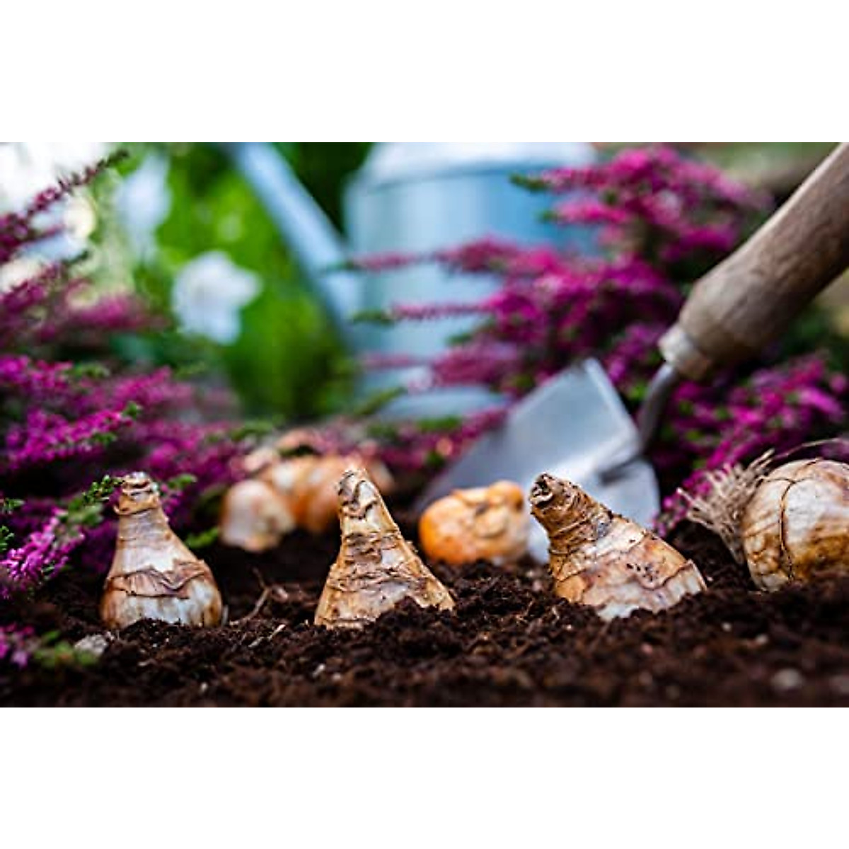 10 Red Crocosmia Lucifer Bulb Large Size, Crocosmia Corms for Planting Ornaments Perennial Garden to Grow Pots