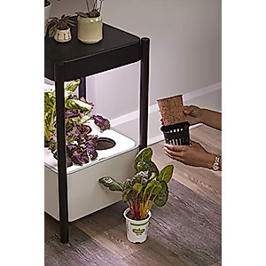 Miracle-Gro Twelve Transplanting Kit, Includes 4 Coir Liners and 4 Large Net Cups - Use Twelve Indoor Growing System - Designed for Growing Plants in Hydroponic Systems (Pack of 2)