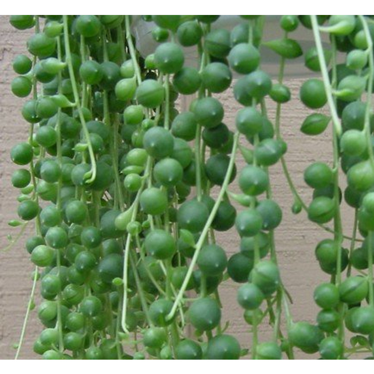 Hirt's Gardens String of Pearls - 6" Hanging Basket - Senecio - Easy to Grow