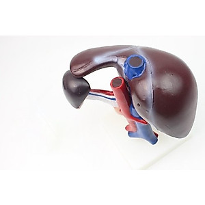 Human Life Size Liver, Pancreas and Duodenum Simulation Model Medical Anatomy Type:YR-H-XC-311