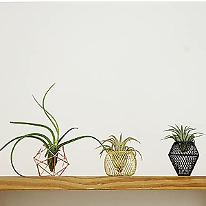 Newwe Pack of 3 Air Plant Holder Metal Airplant Pot Geometric Tabletop Decor Air Plants Planter Tillandsia Display for Home Office