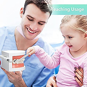 2 Pcs Standard Teeth Model Denture Model Teeth Teaching Model Adult Standard Demonstration Teeth Model with Toothbrush for Kids Teaching Supplies
