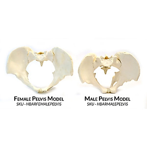 Female Pelvic Skeleton Anatomical Model, Medical Quality, Life Sized (10" x 10" x 6" Approx.)
