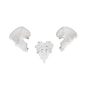 Vision Scientific VAS220-CC0 Life Size, Total Disarticulated Skeleton | Bones & Osteological Features Numbered for Identification | 3-Part Skull | Key to Numbered Structures W Manual & Carrying Case