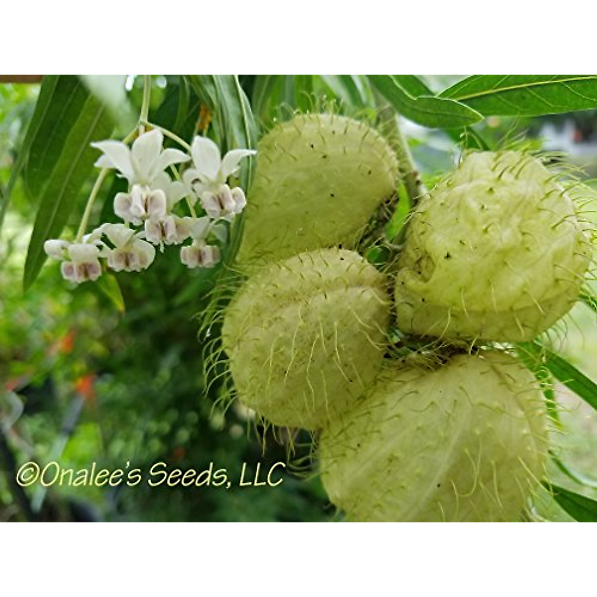 Butterfly Milk Weed Balloon Plant, Butterfly Garden, Butterfly Weed, Hairy Balls, Fur Balls, Cotton-Bush, Oscar, Giant Swan Milkweed, Asclepias Physoca (24+ Seeds) Grown in and Shipped from The USA.