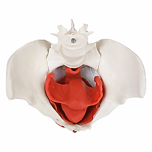 Axis Scientific Anatomy Model of Female Pelvis, Pelvic Floor Muscles and Reproductive Organs | Removable Organs Include Uterus, Colon and Bladder | Includes Product Manual