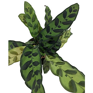 Rattlesnake Plant - Calathea lancifolia - Easy House Plant - 4" Pot