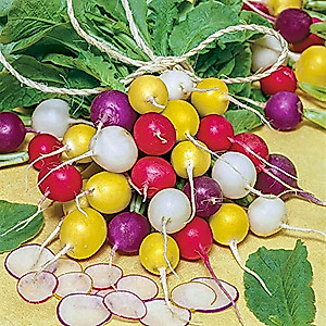 Colorful Radish Seed Mix Easy to Grow Vegetable Garden Seeds for Planting 100 Seeds