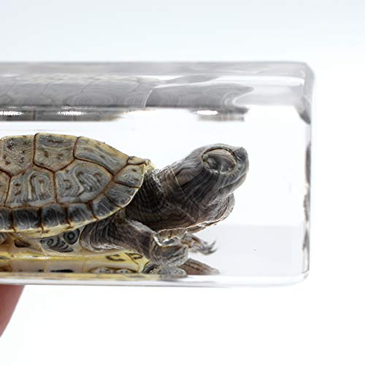 Cherish XT Real Marine Animal Trachemys scripta elegans Tortoise Specimen Paperweight Animal Science Classroom Specimen for Science Education