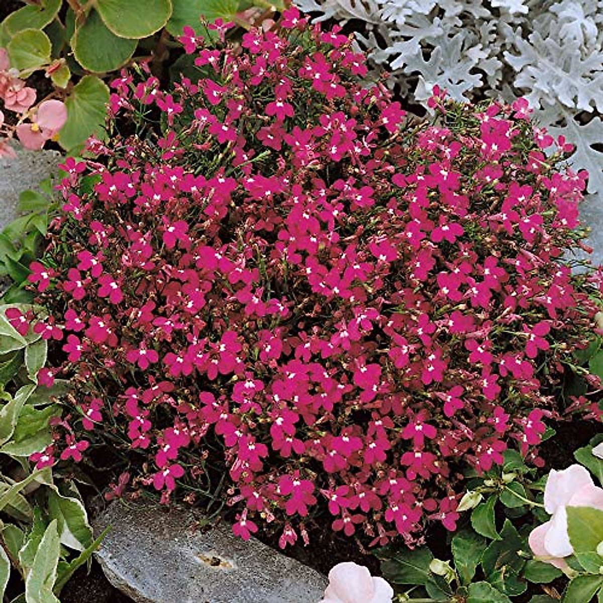 Outsidepride Lobelia Rosamond for Edging Borders, Rock Gardens, Hanging Baskets, Window Boxes, & Ground Cover - 10000 Seeds