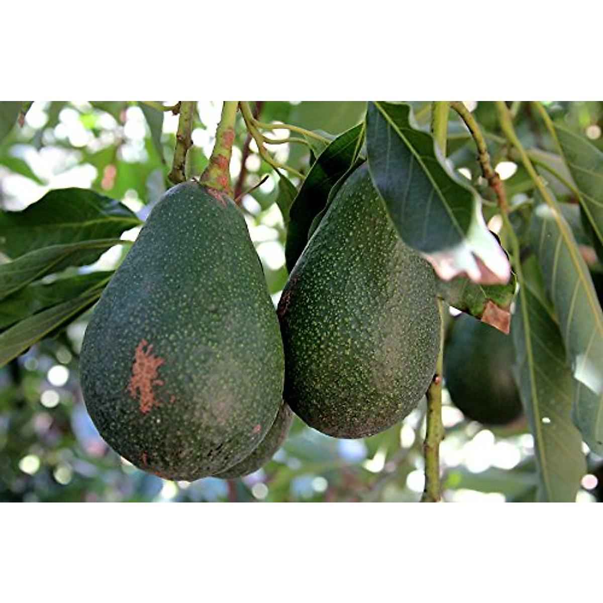 9EzTropical - Little Cado Dwarf Avocado - Grafted Tree - 1 Feet Tall - Ship in Plastic Bag