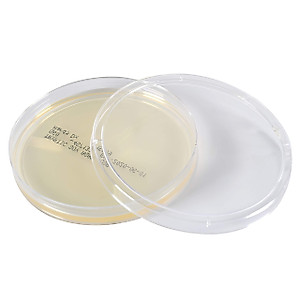Tryptic Soy Agar (TSA), USP, a General Growth Medium for Microorganisms, 15x100mm Plate, Order by The Box of 100, by Hardy Diagnostics