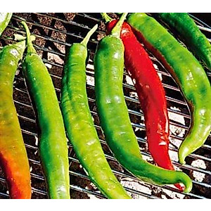 Pepper Joe’s Italian Roaster Pepper Seeds ­­­­­– Pack of 10+ Sweet and Mild Pepper Seeds – USA Grown ­– Premium Non-GMO Italian Pepper Seeds for Planting in Your Garden