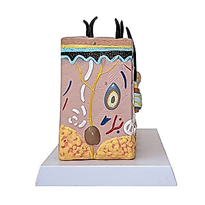 Anatomy Lab 70X Enlarged Human Skin Anatomical Model, Anatomy Model of Skin and Hair Follicles for Science Classroom Study Teaching Model