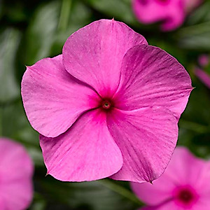 Outsidepride Vinca Periwinkle Cascade Lilac Garden Flower, Ground Cover, & Container Plants - 50 Seeds
