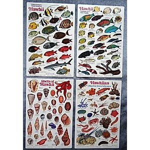"Hawaii's Shells & Fish" Waterproof ID Cards, Set of 2
