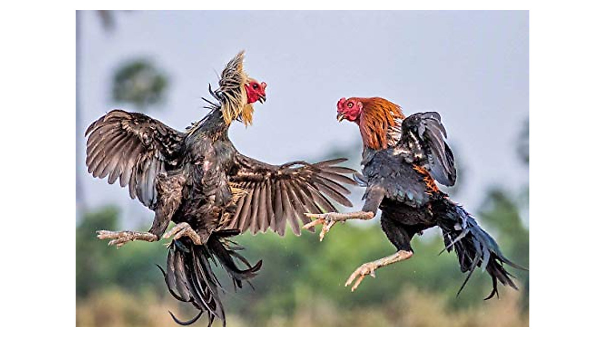 A.D.P. Rooster Booster Gloves for Fighting Chickens
