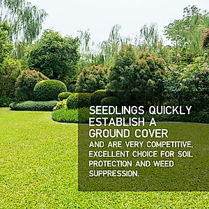 Hancock Seed Co. Ryegrass Seeds - 50 lbs.