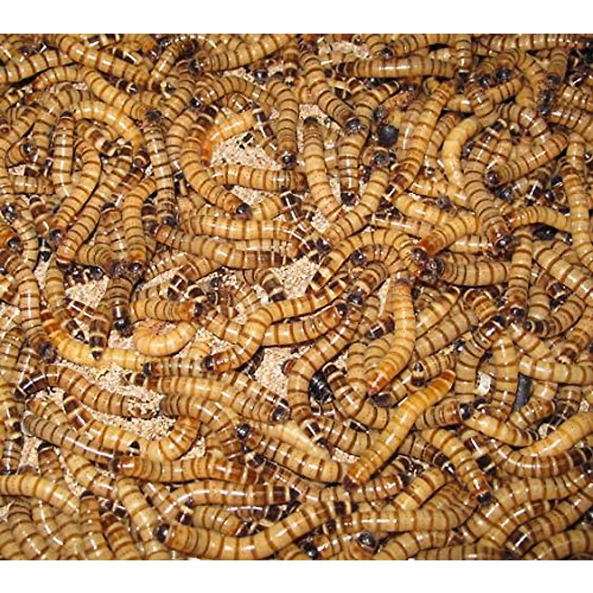 NutriCricket 100 Premium Live Large Superworms Shipped