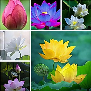 30 Pcs Mixed Bonsai Lotus Flower Seeds Mixed Color Water Lily Flower Plant Fresh Garden Seeds,for Growing Seeds in The Garden