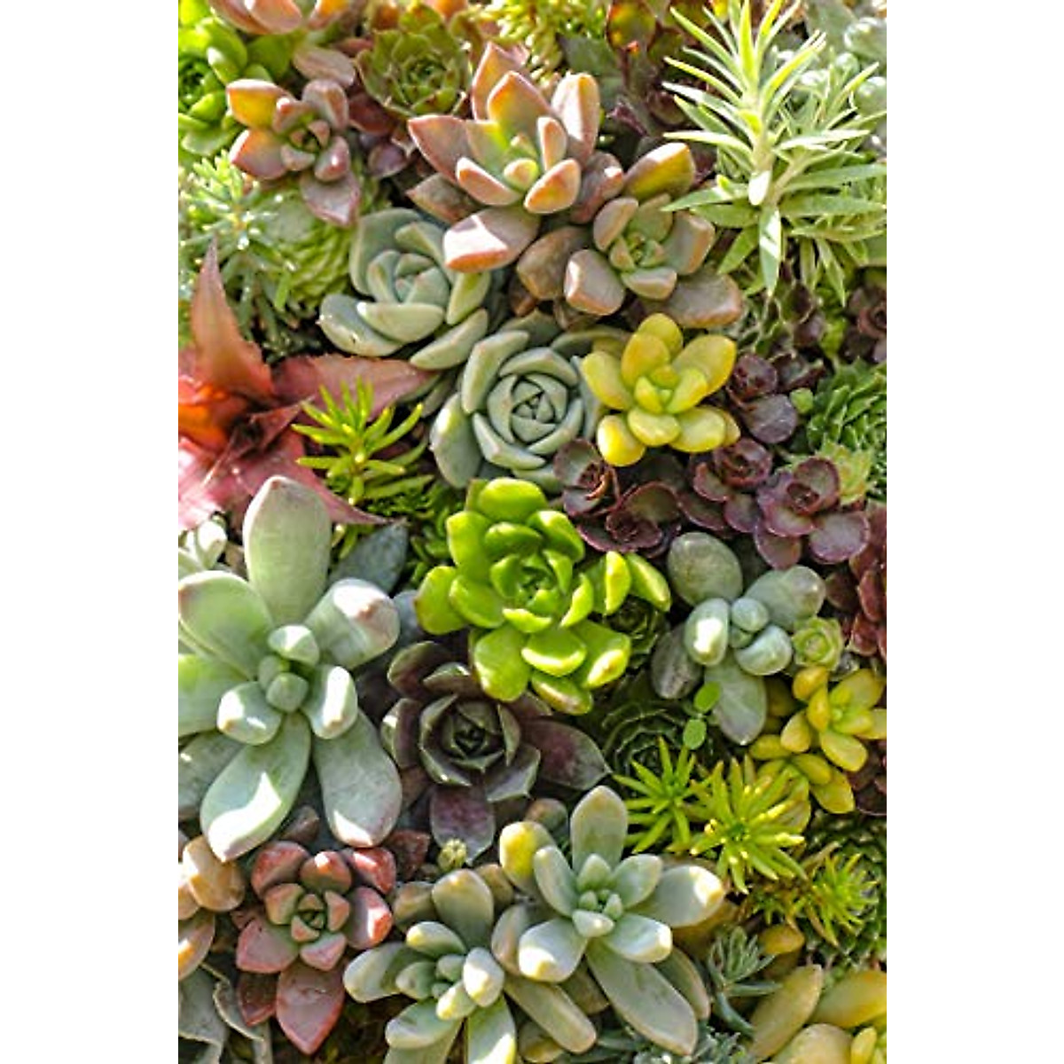 Mixed Color 200pcs Rare Succulents Seeds Garden and Home Bonsai Flower Plant
