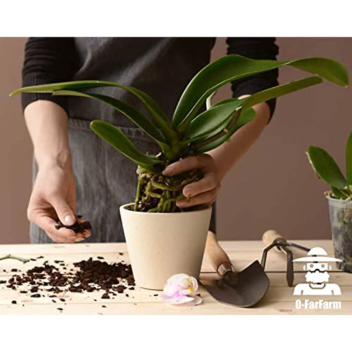 O-FarFarm Orchid Potting Mix 1 qt, Mixture of Orchid Bark, Perlite, Clay Pebble, and Sphagnum Moss, Premium Grade Recipe for Proper Root Development, Fits for Phalaenopsis, Cattleyas, Dendrobiums etc