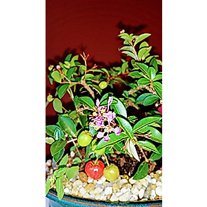 Bonsai Boy Flowering Dwarf Weeping Barbados Cherry Bonsai Tree - Medium Malpighia Pendiculata