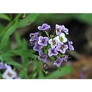 Alyssum Royal Sweet Carpet Seeds - Lobularia maritima - B151 (2000 Seeds)