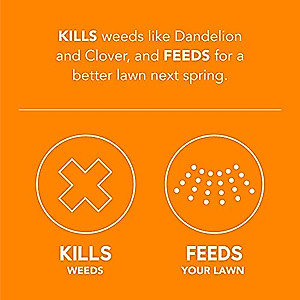 Scotts Turf Builder WinterGuard Fall Weed and Feed 3: Covers up to 15,000 Sq Ft, Fertilizer, 43 lbs.