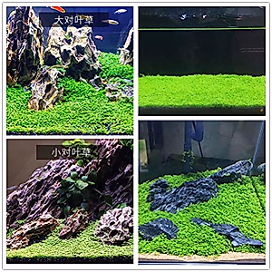 Live Aquarium Plant Seeds Combo,Fresh Water Grass Plants Mini Leaf & Longhair Grass Small Pearl for Fish Tank Terrarium Aquatic Dwarf Carpet Decor Decoration 6 aab (1M1L)