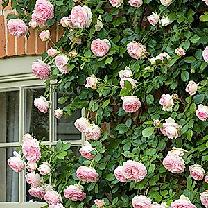 20 Pink Climbing Rose Seeds for Planting Roses Flowers Seed Spring