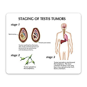 Male Pelvis w/ Testicles Model | Human Body Anatomy Replica of Male Pelvis w/ Testicles for Doctors Office Educational Tool | GPI Anatomicals