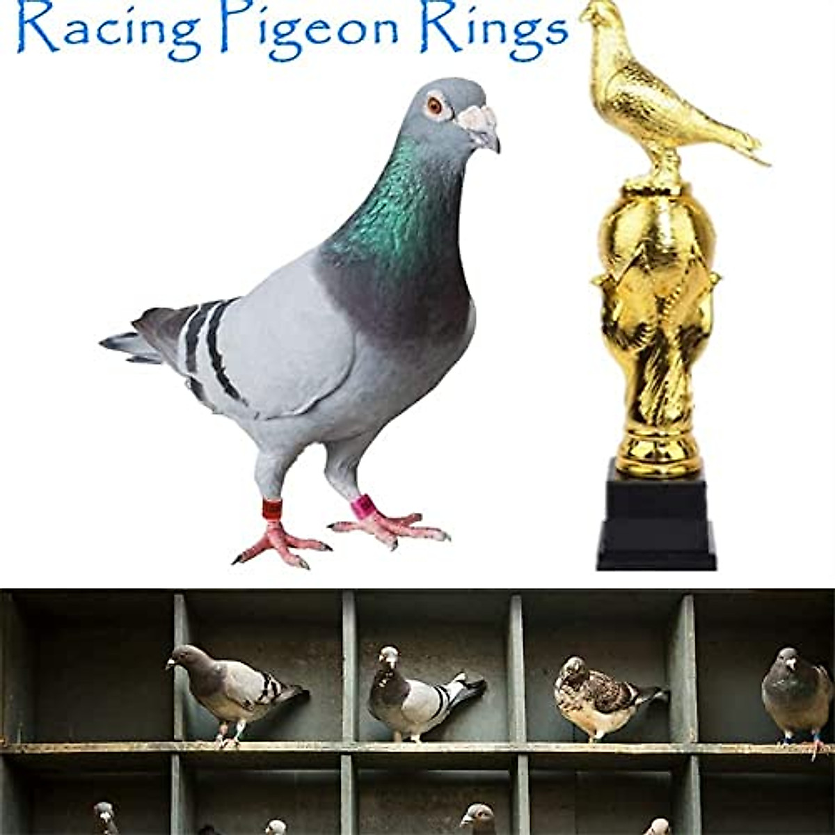 2023 dove rings, anillos para palomas, numbered 8mm bird band, Bird Leg Rings Bird Leg Plastic Pigeon Leg Bands Numbered Leg Rings with Training Identify Birds Foot Ring,Multicolor