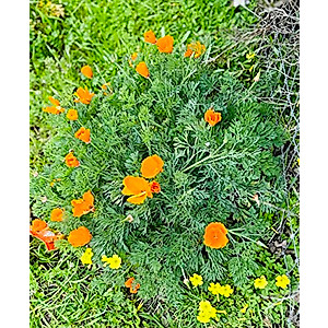 California Poppy Seeds - Over 20,000 Premium Native Wildflower Seeds - (Eschscholtzia californica) California State Flower