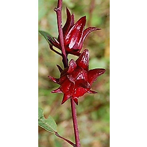 50 Jamaican Sorrel Seeds, Florida Cranberry, Indian Roselle, Hibiscus Sabdariffa
