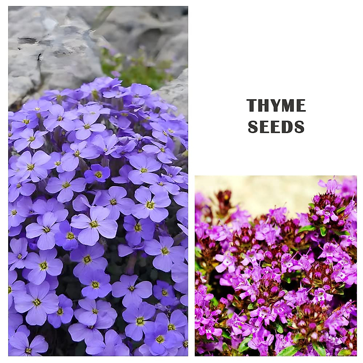3000+ Mix Creeping Thyme Seeds Ground Cover for Planting - 6 Colours Individually Packed Thymus Serpyllum Heirloom Blue, Purple, White, Red, Green, Yellow Beautiful Perennial Flower