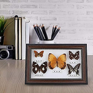 eboxer-1 Butterflies Specimen, Exquisite Butterflies Insect Specimen Crafts for Home Office Decorate Ornament Butterfly Wall Art, As a Gift for Friends and Family, 7.7 x 11.6 x 1.6 in (Black Frame)