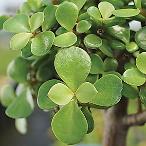 Brussel's Bonsai Live Dwarf Jade Indoor Bonsai Tree-3 Years Old 4" to 6" Tall with Decorative Container, Small