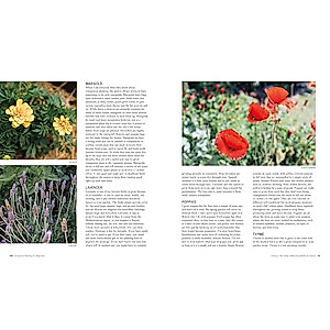 Companion Planting for Beginners: Pair Your Plants for a Bountiful, Chemical-Free Vegetable Garden